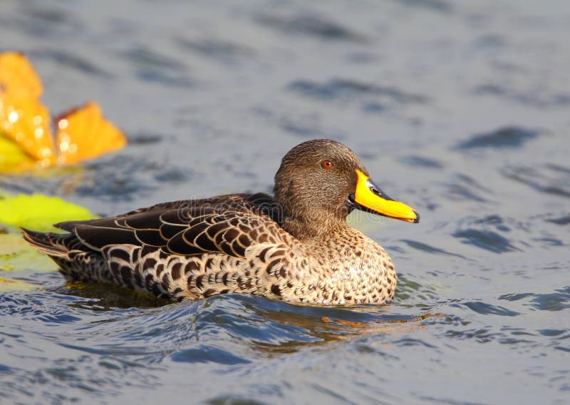 A Picture of a Yellow Billed Duck Stock Photo - Image of swimming ...