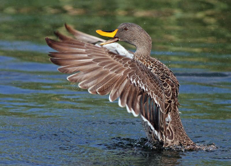 Yellow-billed Duck stock photo. Image of aquatic, nature - 19662114