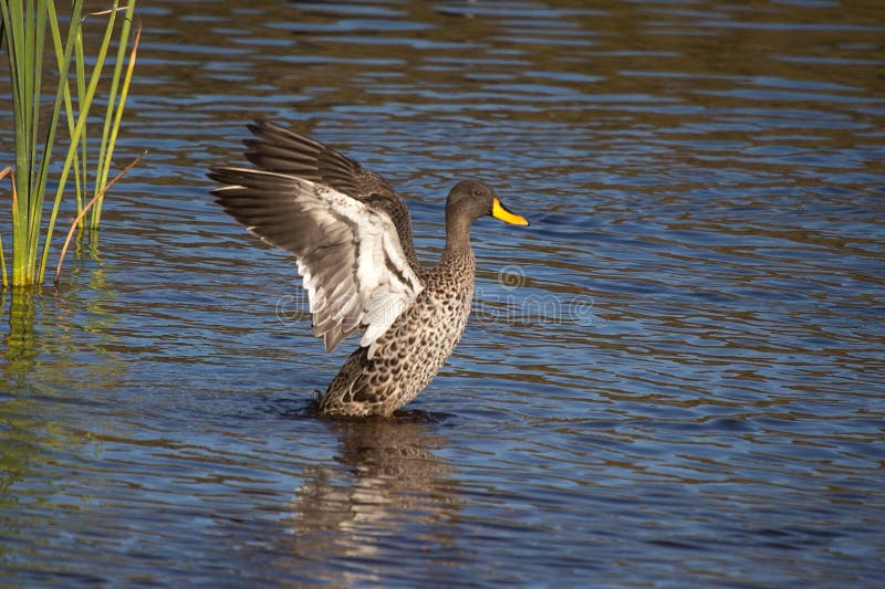 Yellow Billed Duck - Anas Undulata Stock Image - Image of anas, yellow ...
