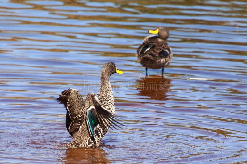 Yellow Billed Duck - Anas Undulata Stock Photo - Image of animal ...