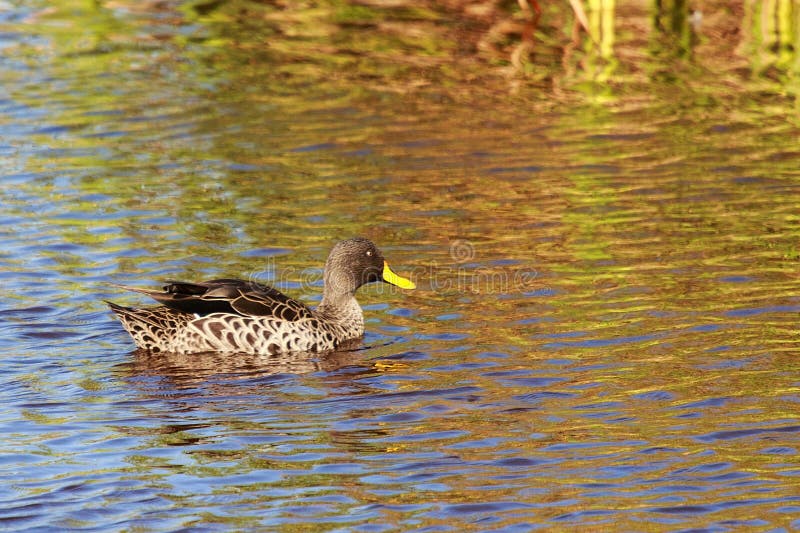 Yellow Billed Duck - Anas Undulata Stock Image - Image of flapping ...