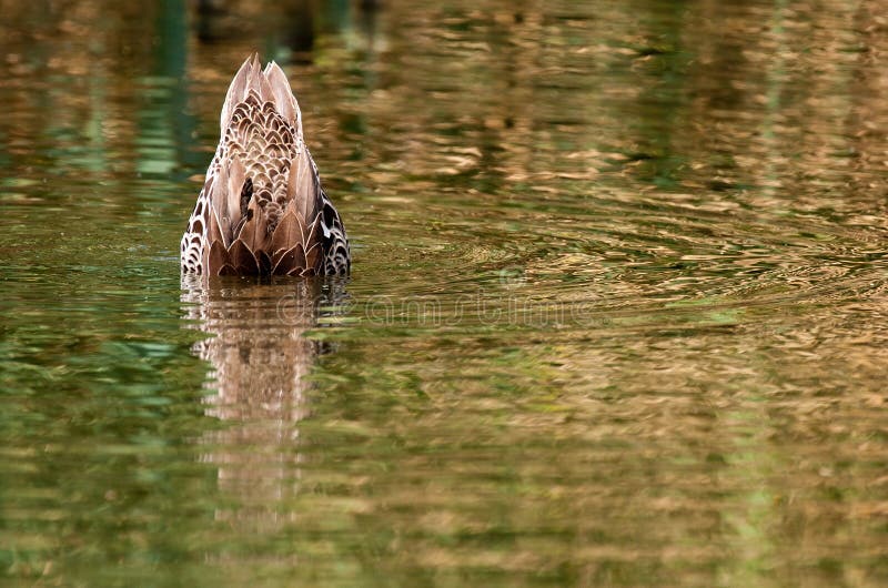 Duck s bottoms stock photo. Image of wing, animals, duck - 6091174