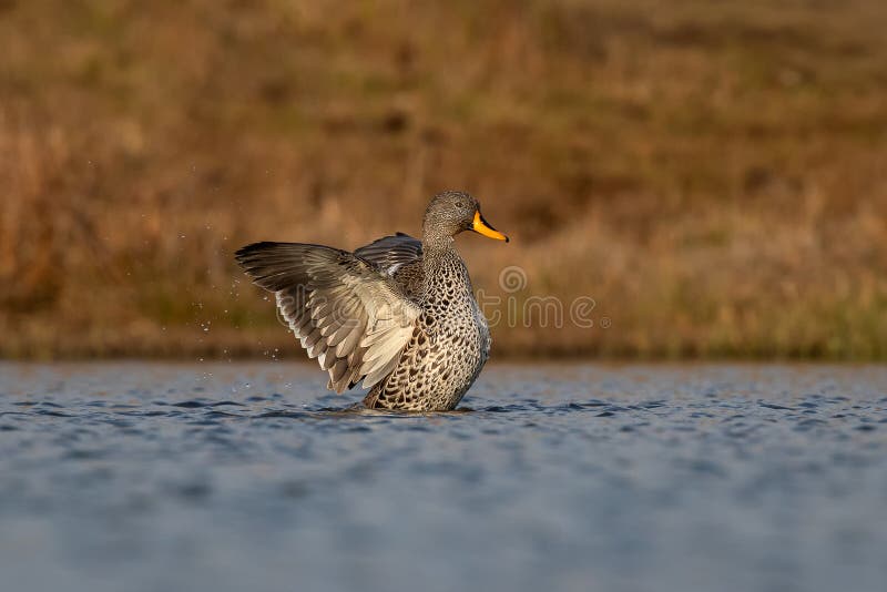 Yellow Billed Duck Clapping His Wings Stock Photo - Image of natural ...
