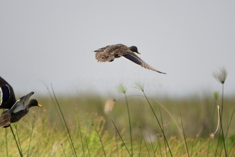 Yellow-billed Duck, Mabamba Bay, Uganda Stock Photo - Image of bogoria ...