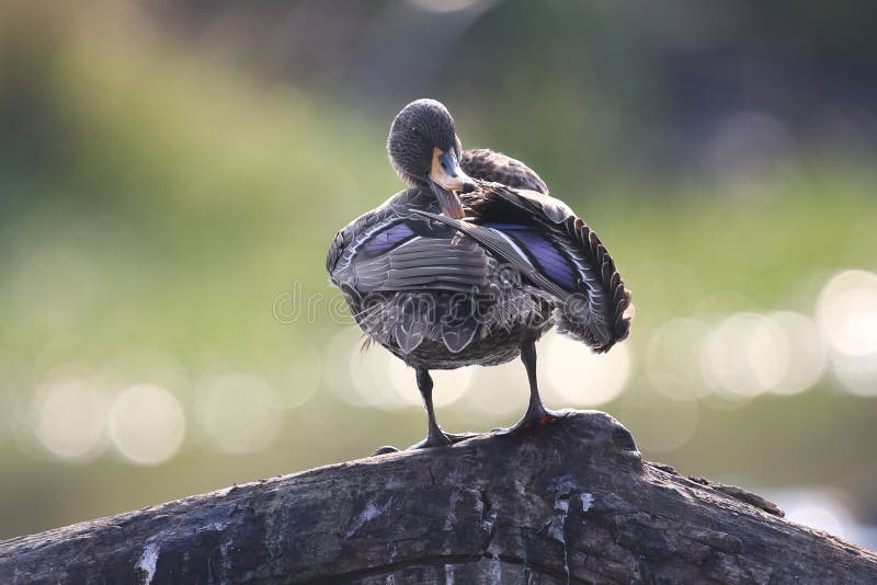 Yellow Billed Duck Standing on Branch and Preen Stock Image - Image of ...