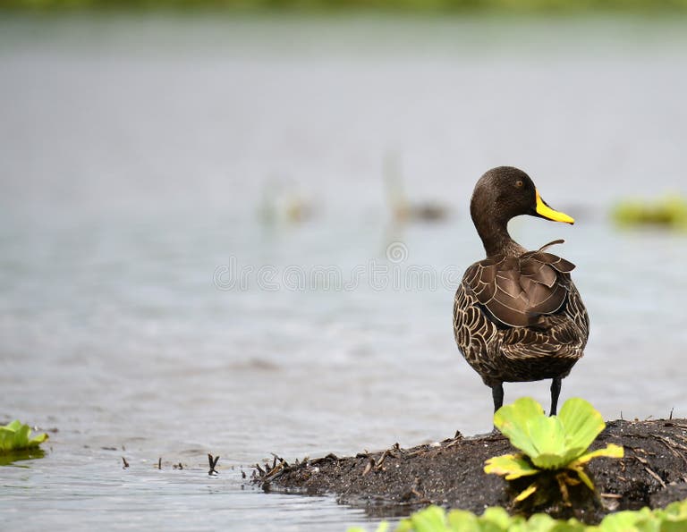 Yellow-billed Duck Stands in a Marsh in Uganda Stock Photo - Image of ...