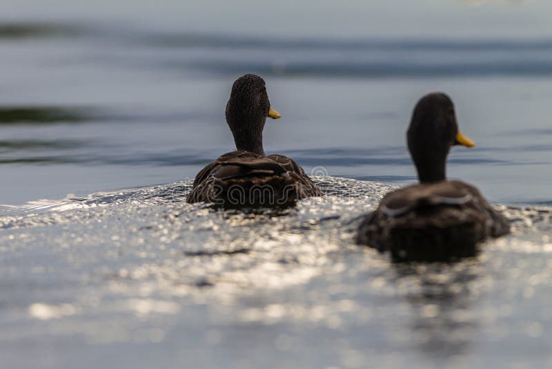 Yellow-Billed Ducks Rear stock image. Image of nature - 28609161