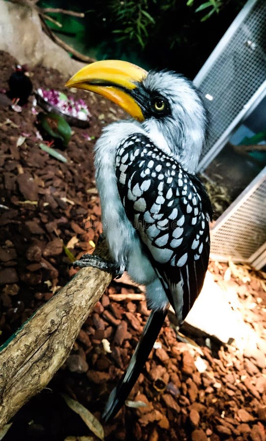 Yellow Billed Horn-bill stock photo. Image of bird, white - 83186748