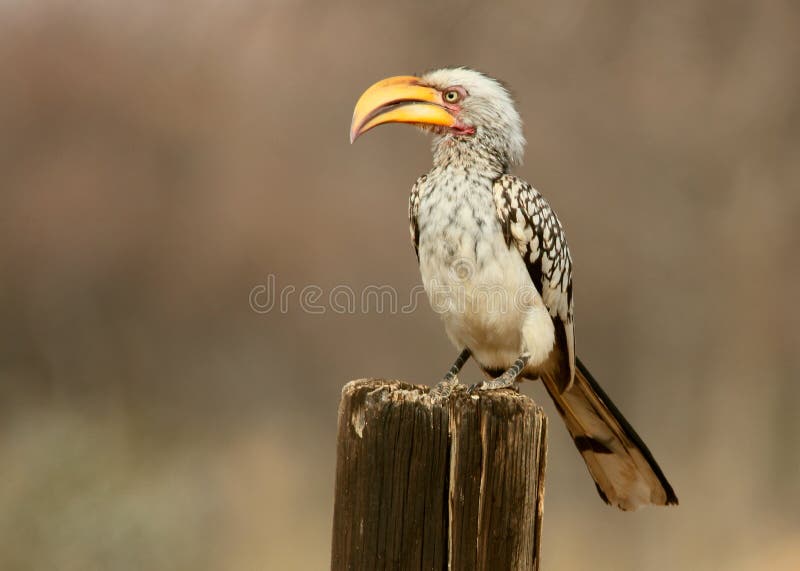 Gumpole Stock Photos - Free & Royalty-Free Stock Photos from Dreamstime