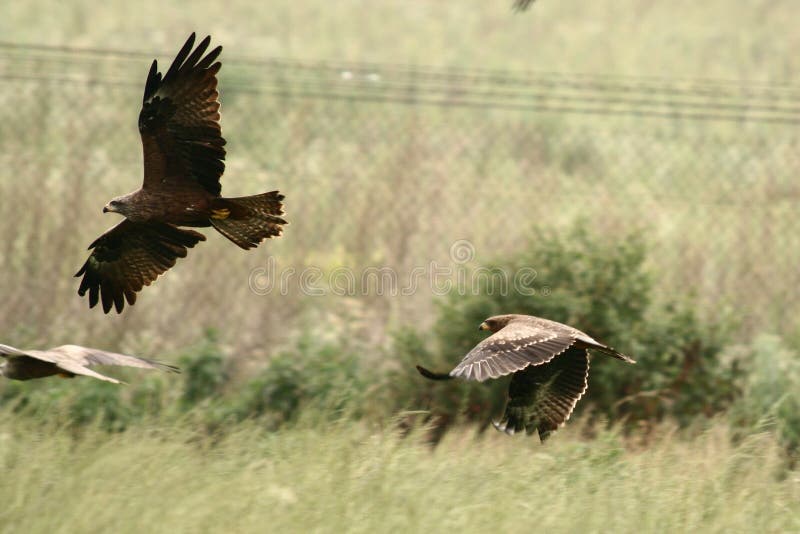 Yellow Billed Kite stock image. Image of vision, talon - 7976703