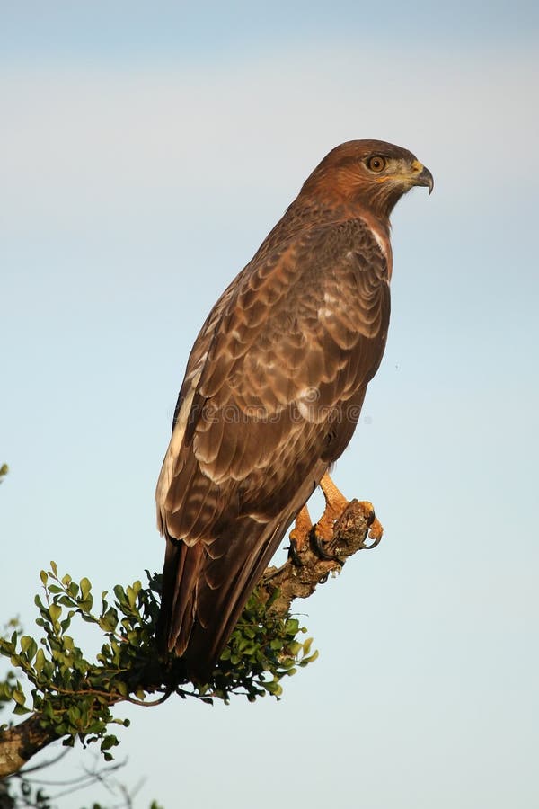 Kite Bird stock image. Image of flight, feathers, eyes - 103167917