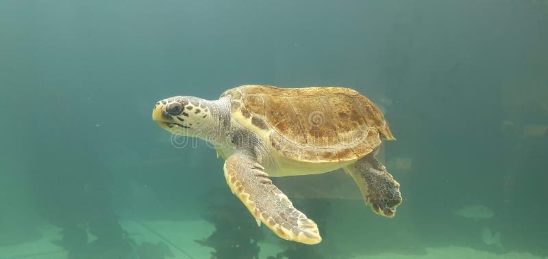 Yellow-billed sea turtle stock image. Image of yellow - 218596653