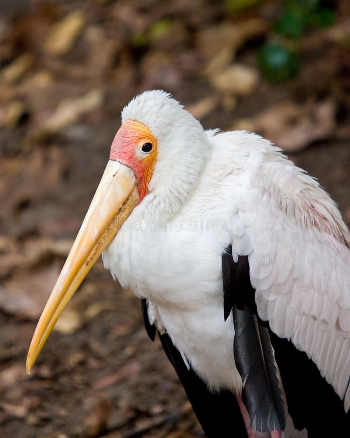 Yellow-billed stork stock image. Image of africa, stork - 12090045