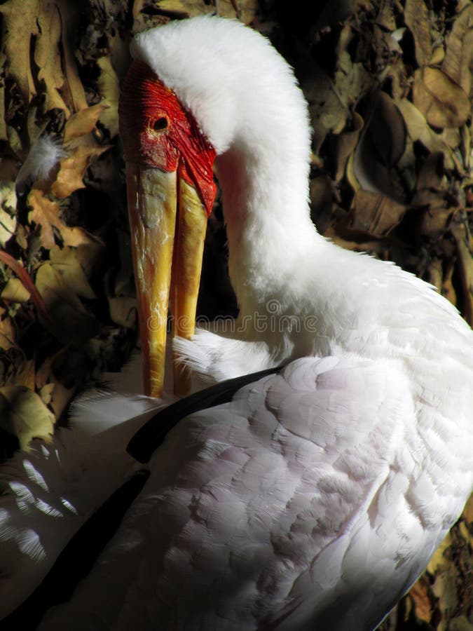 Yellow Billed Stork stock image. Image of white, close - 15641277