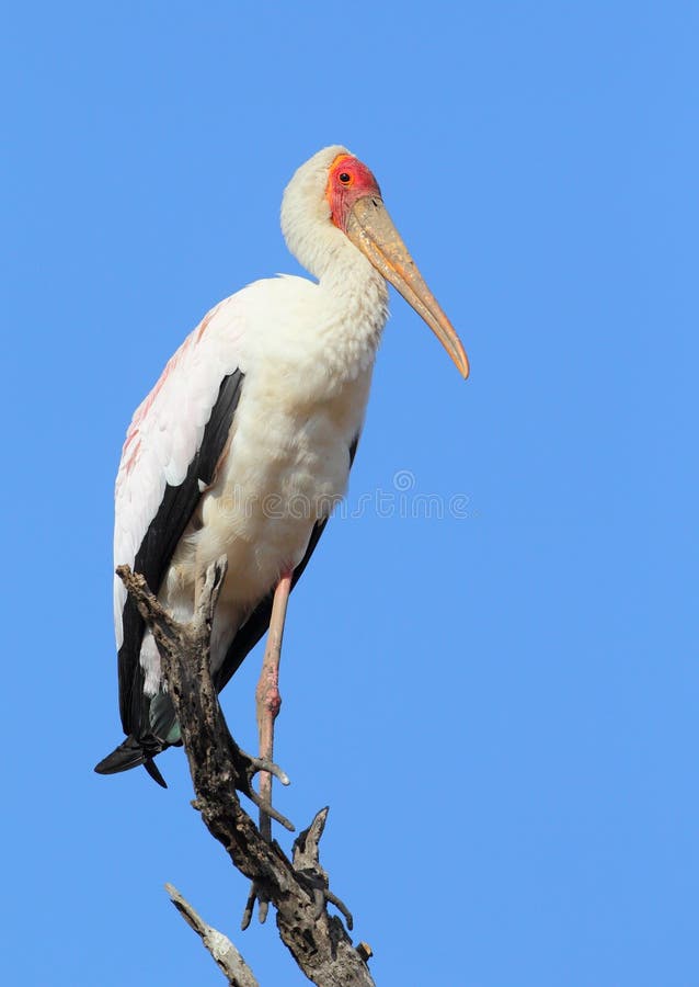 Yellow-billed Duck stock image. Image of south, undulata - 15384701