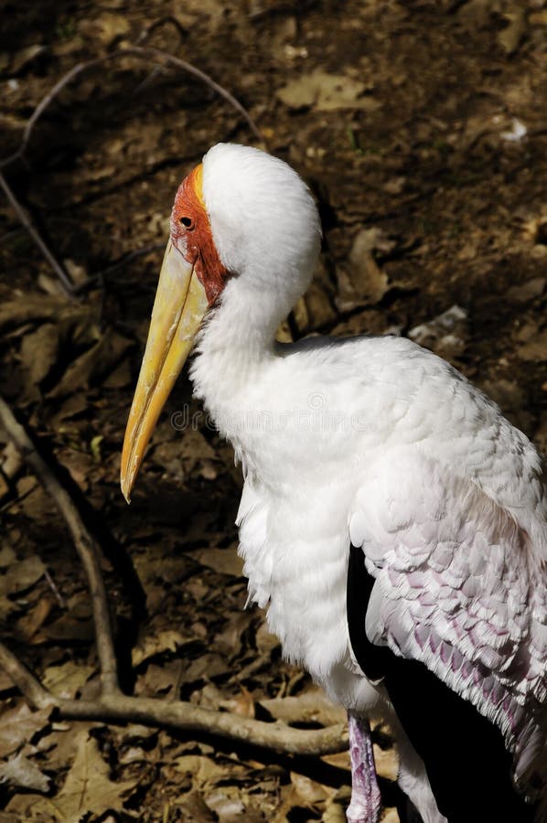Yellow-Billed Stork stock photo. Image of orange, standing - 20053682