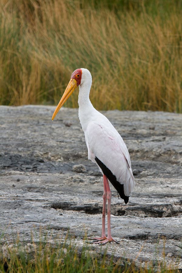 Yellow-billed stork stock image. Image of nature, bird - 29484983