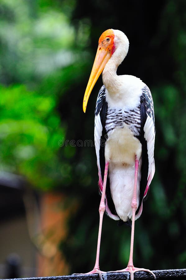 Yellow billed Stork 5 stock image. Image of wildlife, beak - 6092221