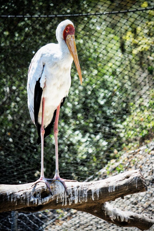 Yellow billed stork stock photo. Image of wooden, beaked - 204235370