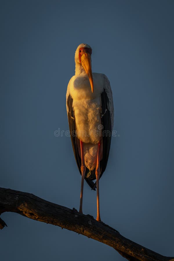 Yellow-billed Stork on Branch in Golden Light Stock Image - Image of ...
