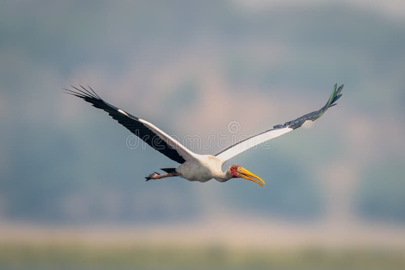 Yellow-billed Stork with Catchlight Flies Spreading Wings Stock Photo ...