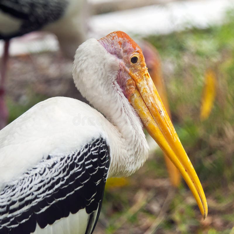 Yellow-billed stork stock image. Image of yellow, billed - 47474905