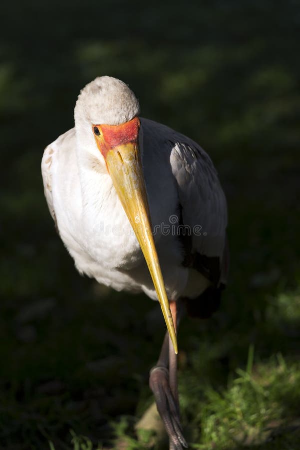 Yellow-billed stork stock photo. Image of color, feather - 101482616