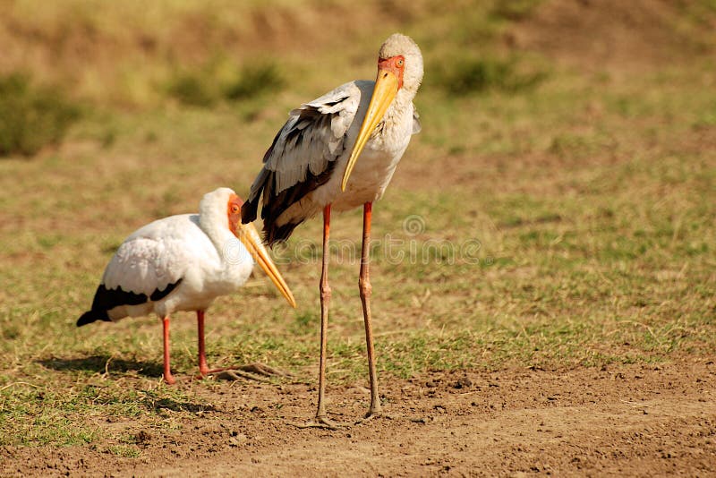 Yellow-billed stork stock image. Image of stork, storks - 39671381