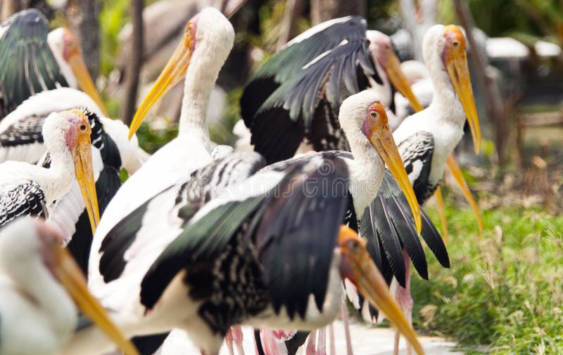 Yellow-billed stork stock image. Image of fauna, wading - 47357655