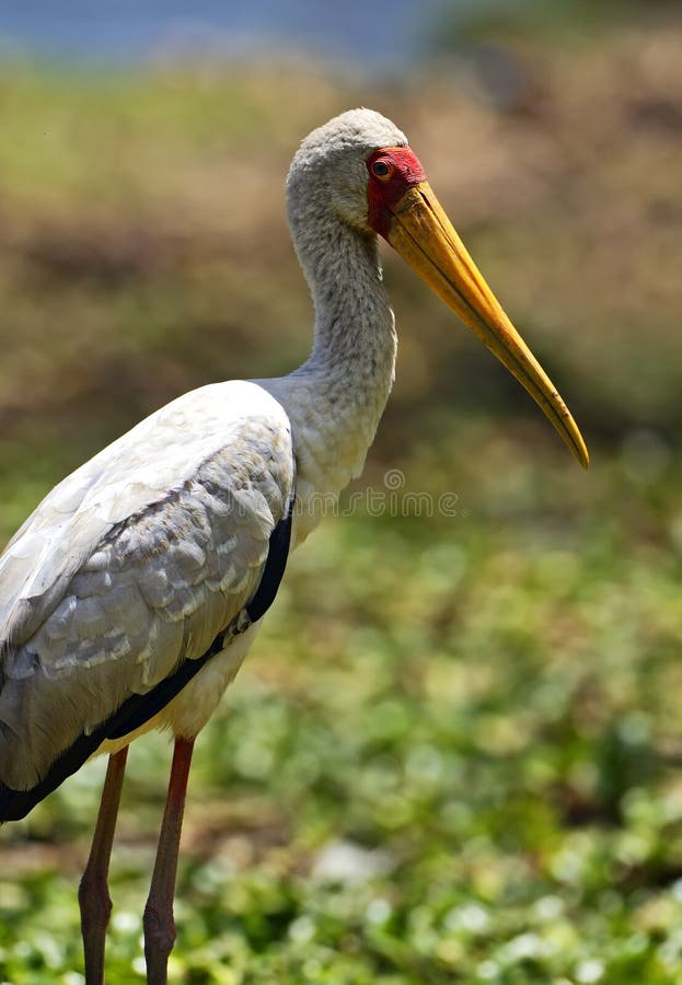 Yellow-Billed Stork stock photo. Image of yellow, animal - 45960074