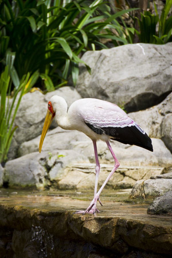 Yellow billed stork stock image. Image of feathers, wetlands - 55099409