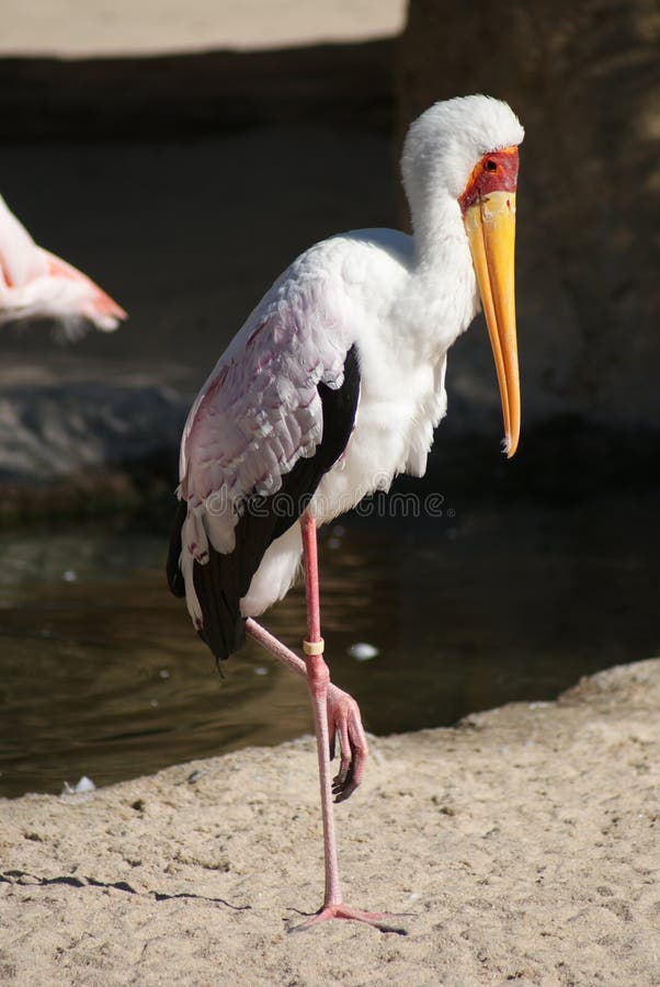 Yellow-billed Stork - Mycteria Ibis Stock Photo - Image of legged ...