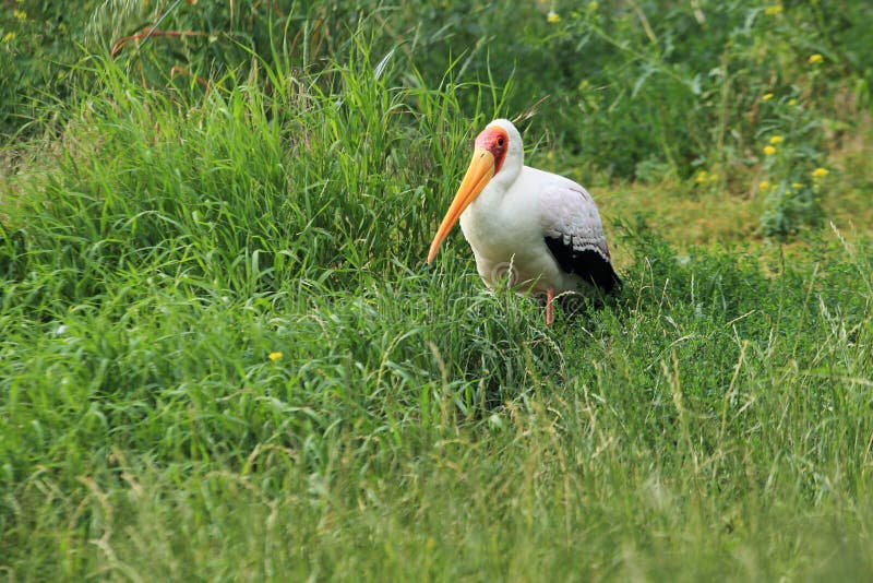 Yellow billed stork stock photo. Image of nature, sitting - 44029678