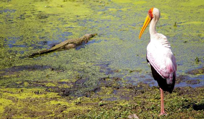 Yellow Billed Stork with Small Crocodile Stock Photo - Image of ...