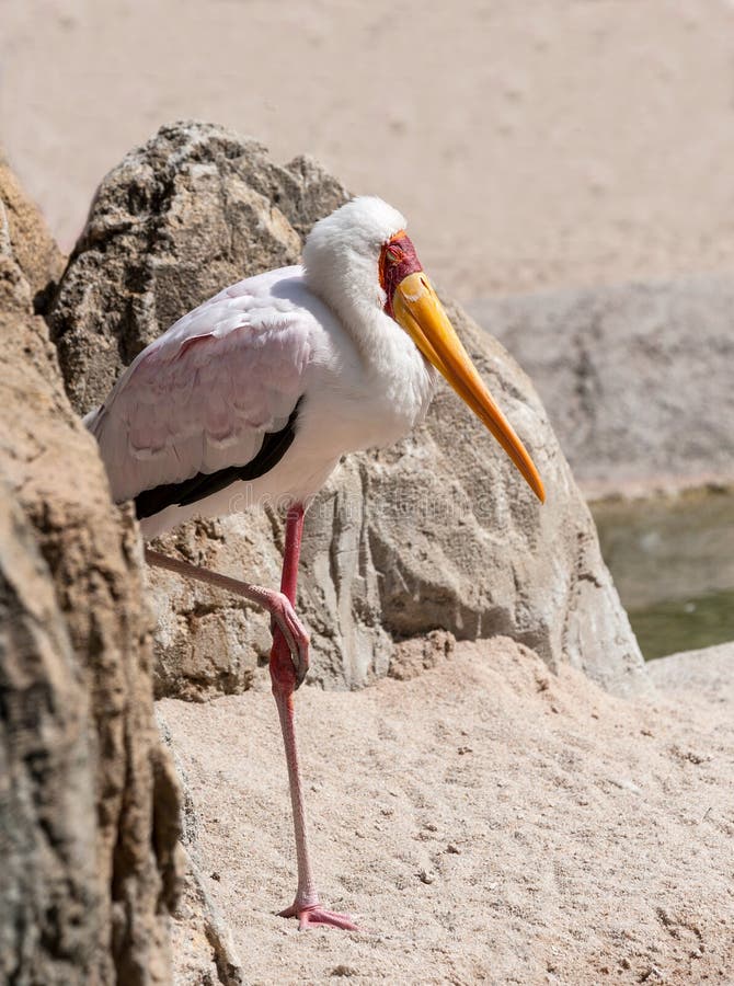 Yellow Billed Stork Standing Stock Image - Image of yellow, black: 30613957