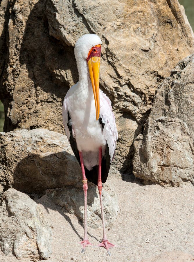 Yellow Billed Stork Standing Stock Image - Image of resting, wading ...