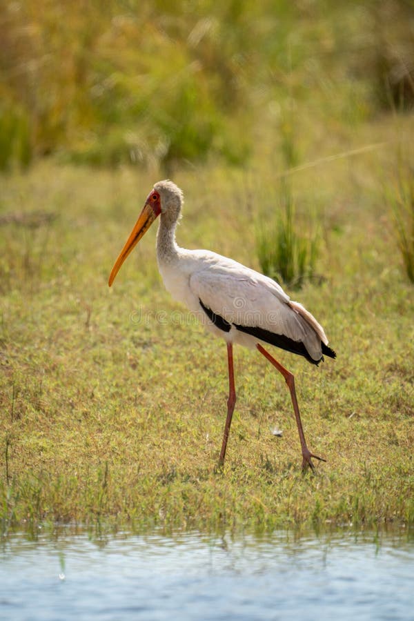 Yellow-billed Stork Walks Along Riverbank on Grass Stock Image - Image ...