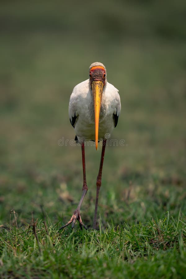 Yellow-billed Stork Walks Over Grass Lifting Foot Stock Image - Image ...