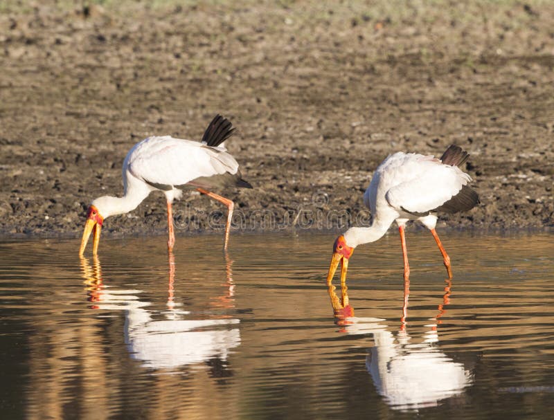 Yellow-billed Storks Fishing Stock Photo - Image of wildlife ...