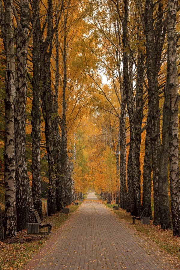 Yellow Birch Alley Overcast Autumn Day Stock Image - Image of autumn ...