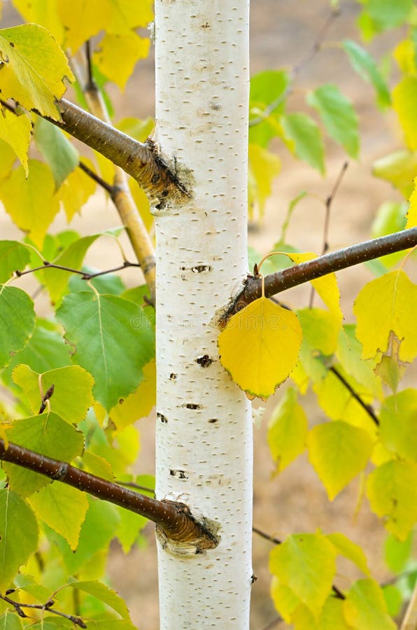 Yellow birch autumn stock photo. Image of ornate, sunlight - 76527572