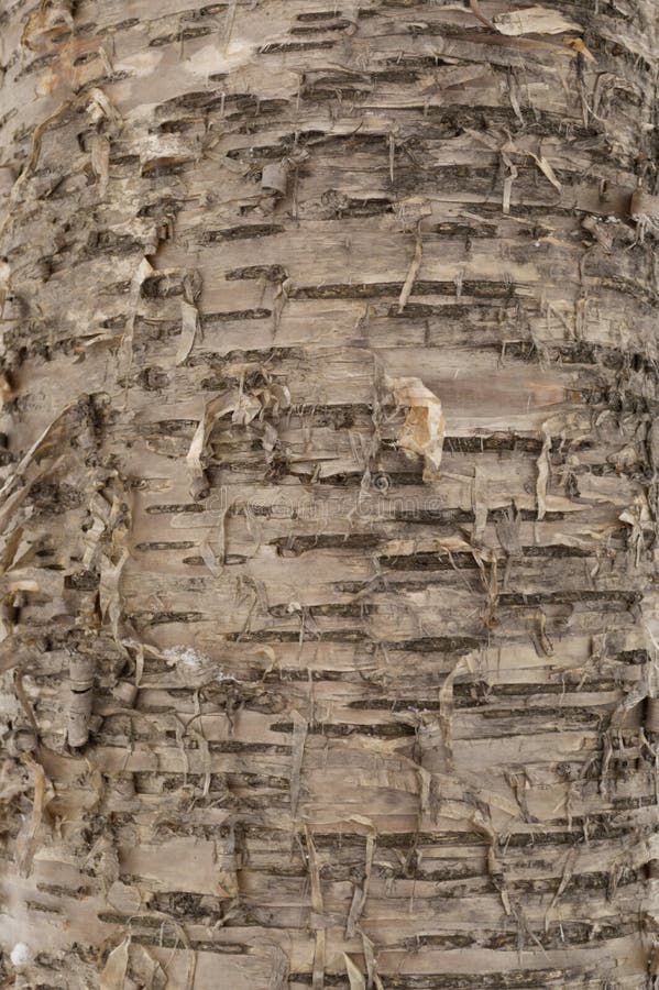 Yellow Birch Bark Abstract Closeup Stock Image - Image of birch, design ...