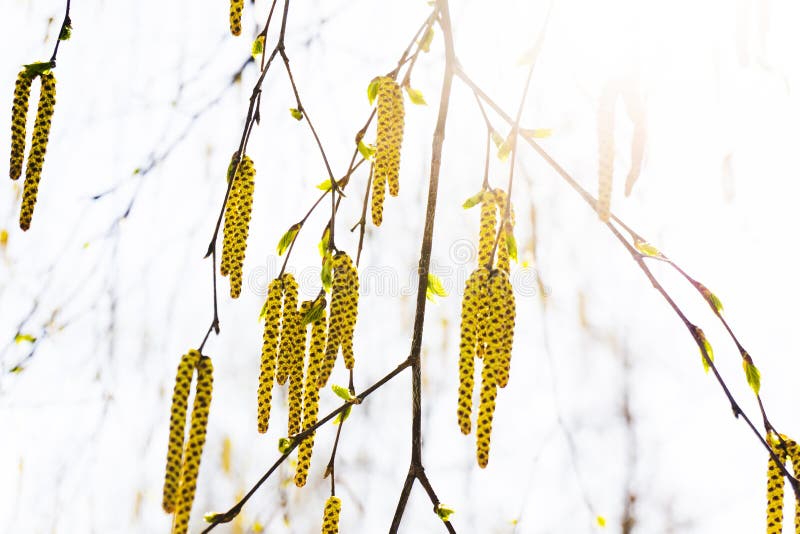 Yellow Birch Buds on the Branches. the Concept of Spring Time of the ...