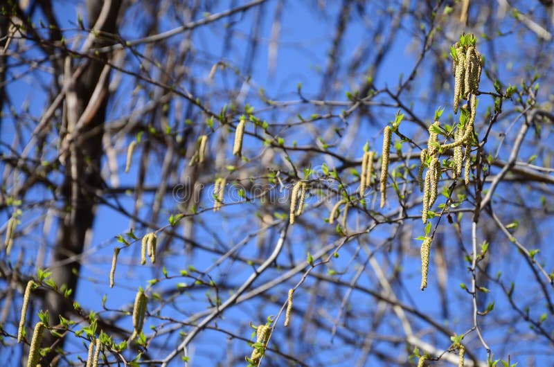 Yellow Birch Buds Hang on Branches in Springtime Stock Image - Image of ...