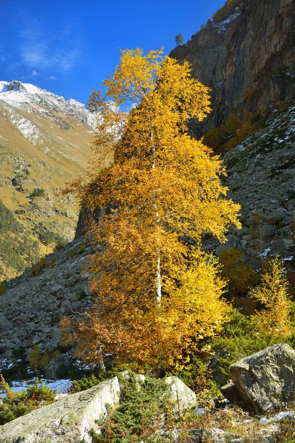 Yellow birch stock photo. Image of fall, bush, scene - 50289864