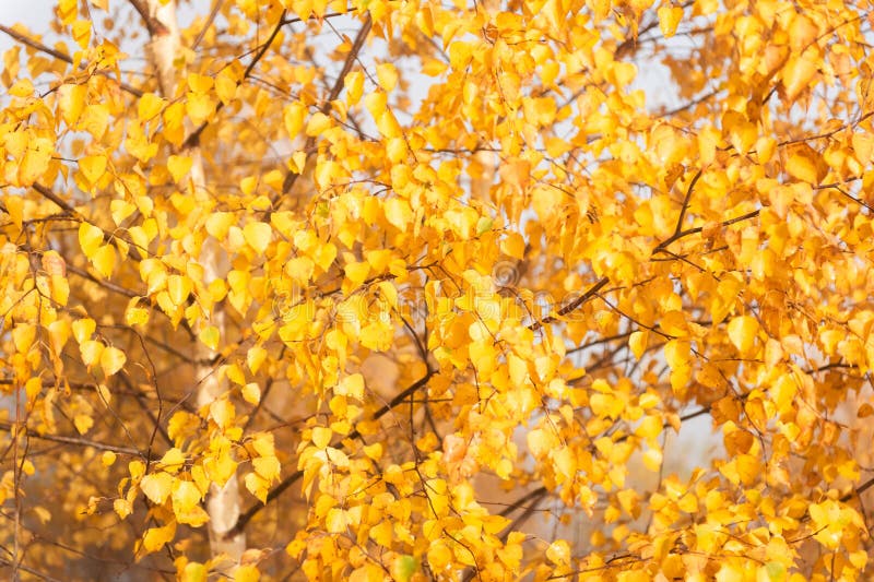 Yellow Birch Leaves in Autumn Forest Stock Image - Image of fall ...