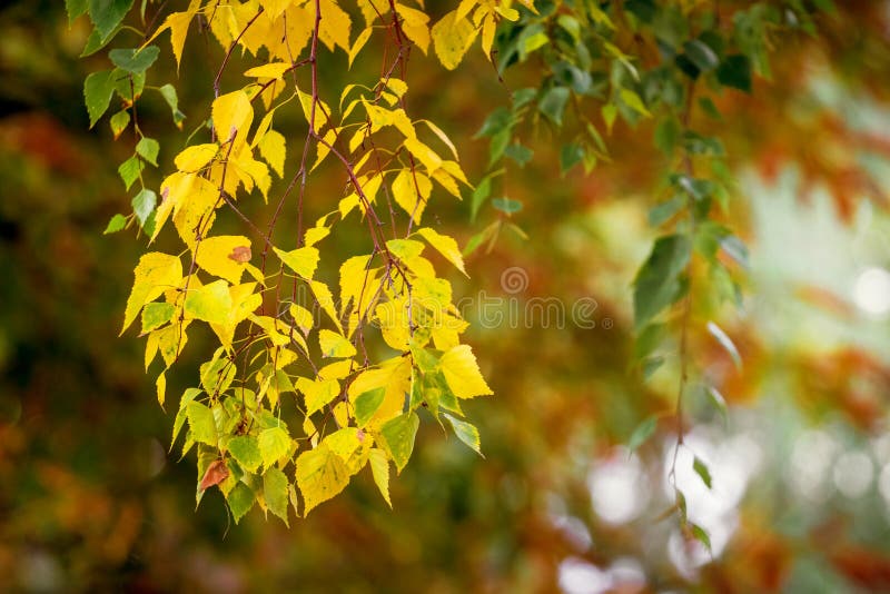 Autumn Background with Yellow Leaves on a Branch on a Blurred ...