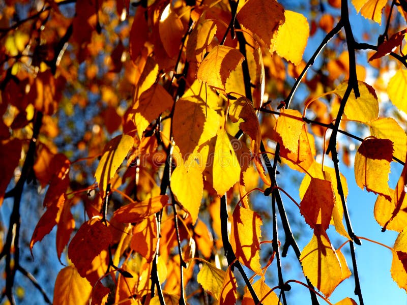 Yellow Birch Leaves during Fall Season Against Sunny Blue Sky Stock ...