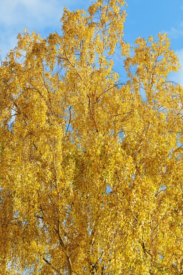 Yellow birch tree stock image. Image of tree, bright - 13277659