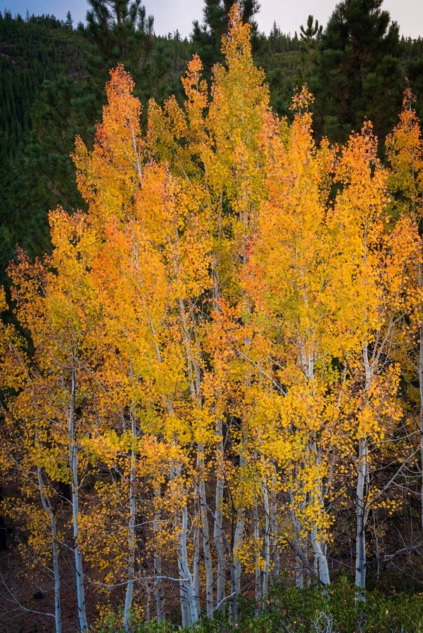 Yellow birch trees at fall stock photo. Image of nature - 235455418